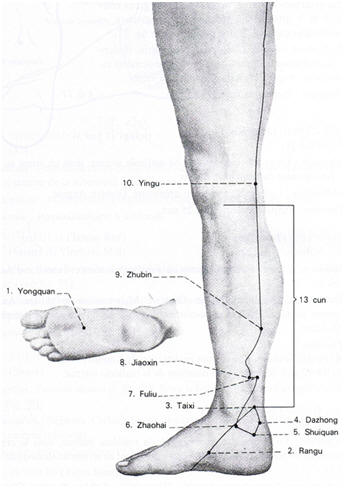 Le méridien du Rein - Audrey Langen - Kinésiologue à Marseille